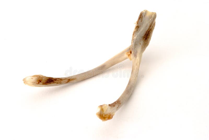 Wish bone stock photo. Image of dried, white, furcula - 8222432