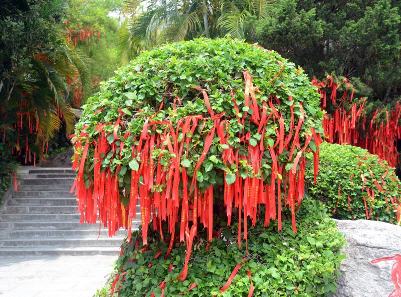 Wish Tree with Red Ribbons on the Access Road Stock Photo - Image of ...