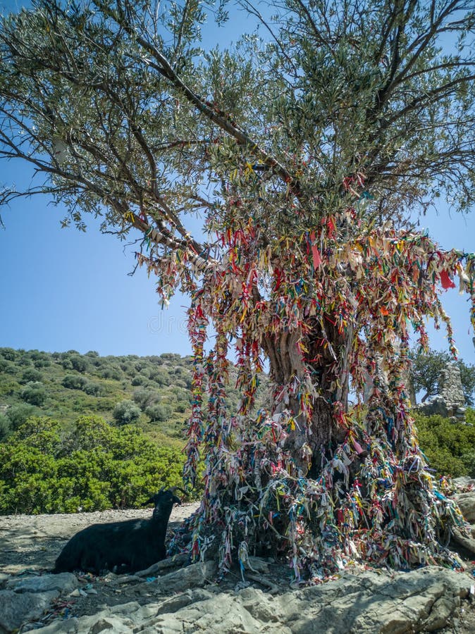 Wish Tree on the Island Camellia / Kameriye Stock Photo - Image of ...