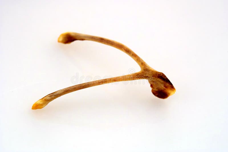 Isolated wishbone stock photo. Image of fortune, isolated - 2346554