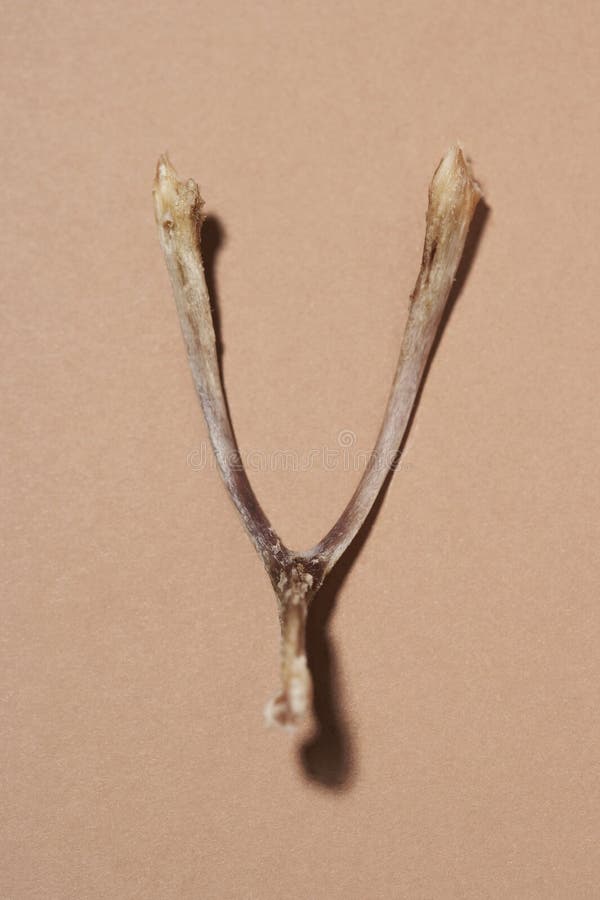 Isolated wishbone stock photo. Image of fortune, isolated - 2346554