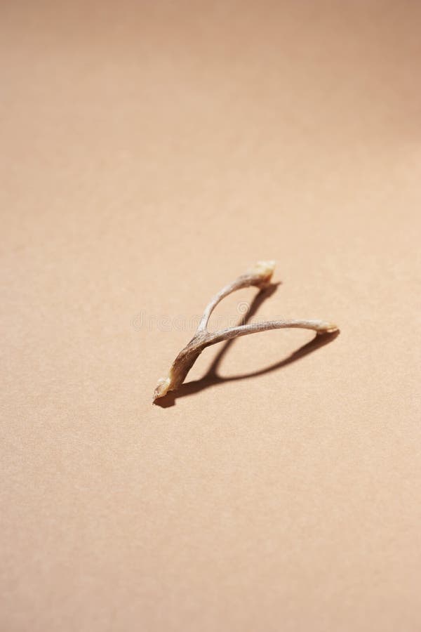 Isolated wishbone stock photo. Image of fortune, isolated - 2346554