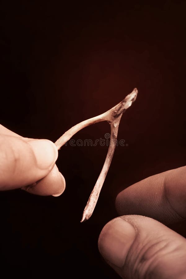 Wishbone stock image. Image of guide, promise, hope, snap - 3189079