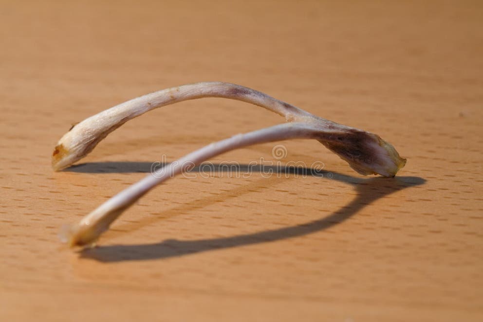 Wishbone stock photo. Image of snap, superstition, symbol - 3189092