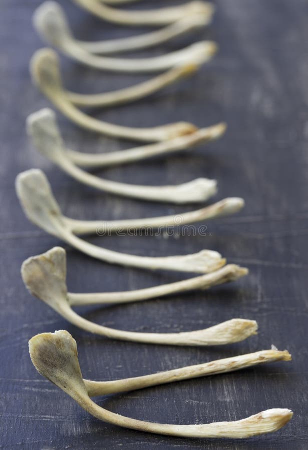 Wishing bone stock photo. Image of luck, superstition - 123743084