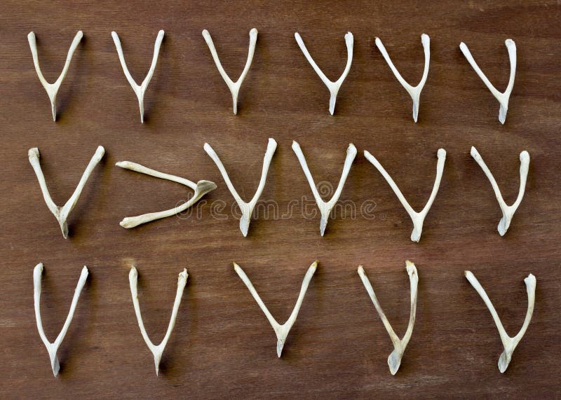 Wishbone stock photo. Image of chicken, wishes, chance - 123742964