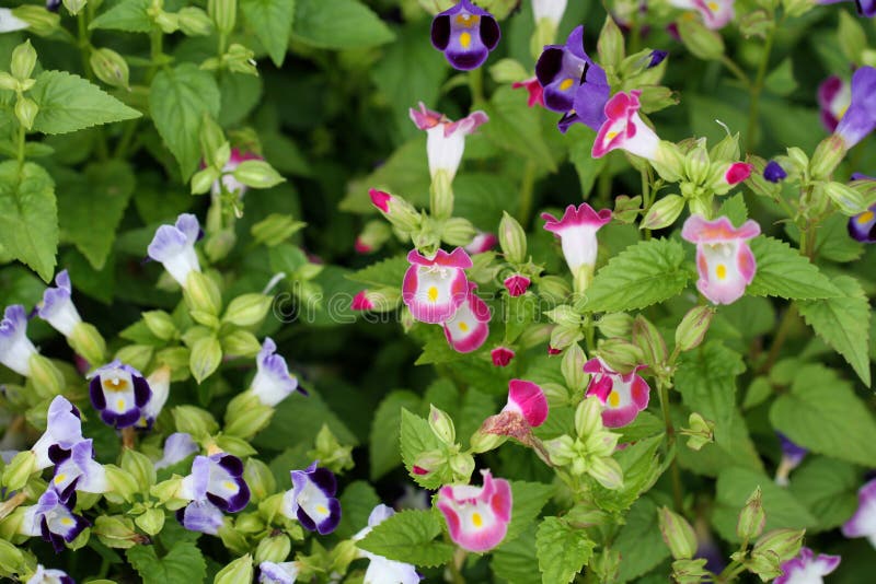 Wishbone flower stock image. Image of flower, color, nature - 26609083