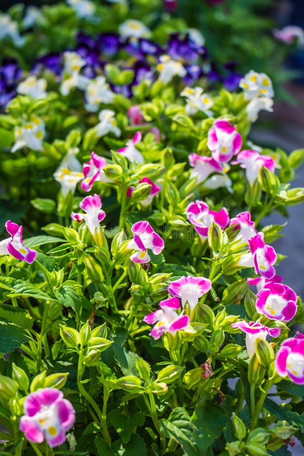 Wishbone flower in garden stock image. Image of beautiful - 140634701