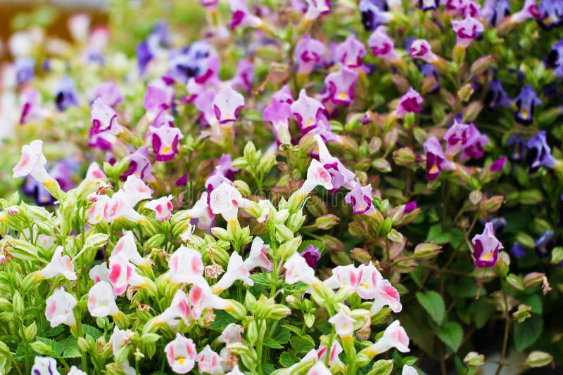 Wishbone flower stock image. Image of glass, horticulture - 39048421