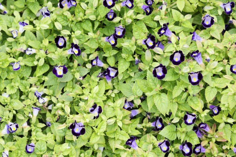 Wishbone Pattern Stock Photos - Free & Royalty-Free Stock Photos from ...