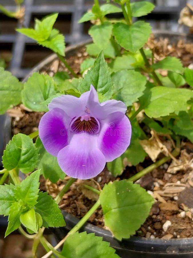Wishbone Plant that Has Purple Flowers. Stock Image - Image of purple ...