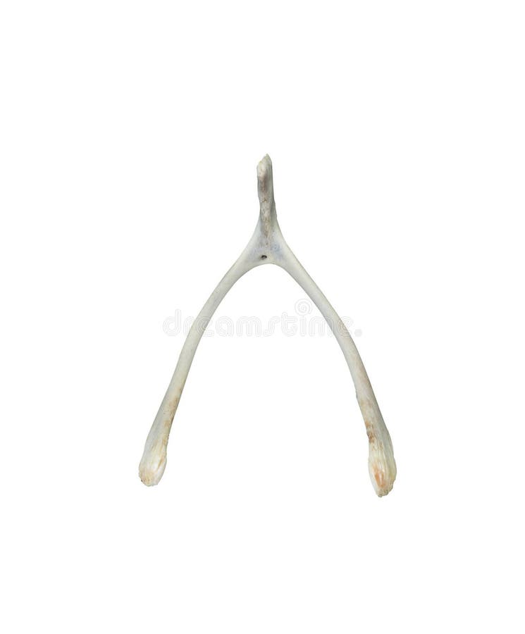 Wishing Bone stock photo. Image of surface, light, white - 678180