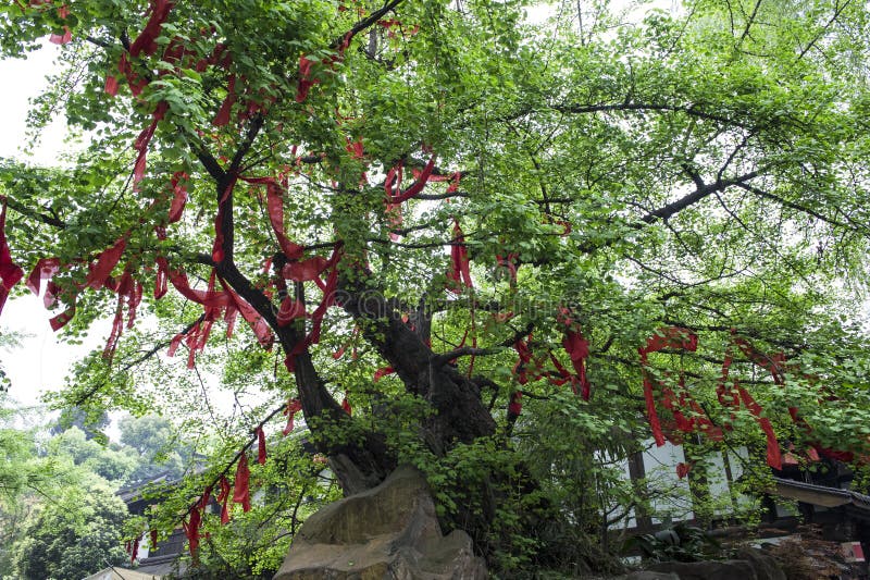 Wishing tree, Xi an, China stock photo. Image of folk - 28145470