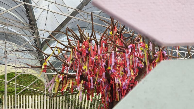The wishing tree stock image. Image of cameron, food - 385518777