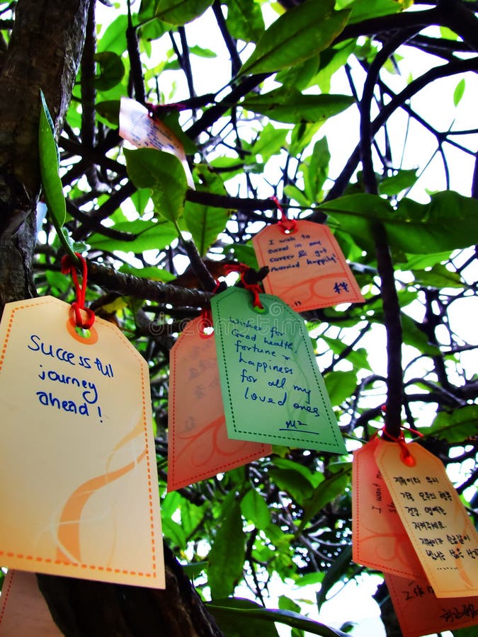 Wishing Tree stock image. Image of chinese, holding, gold - 44328873