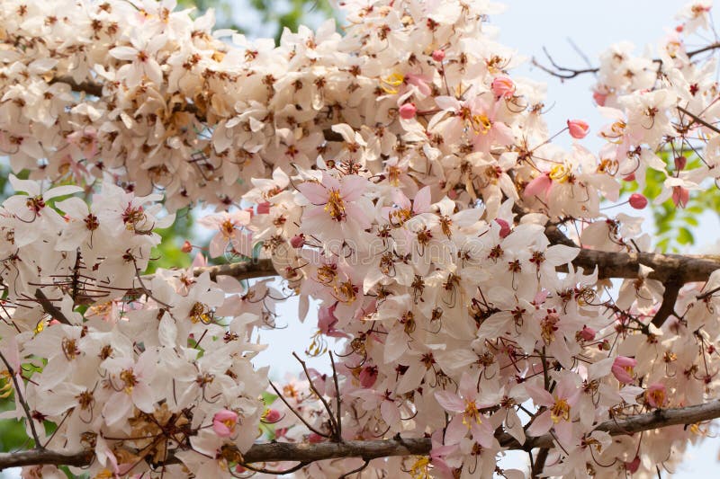 Wishing Tree, Pink Shower, Pink Cassia, Pink and White Shower Tree ...