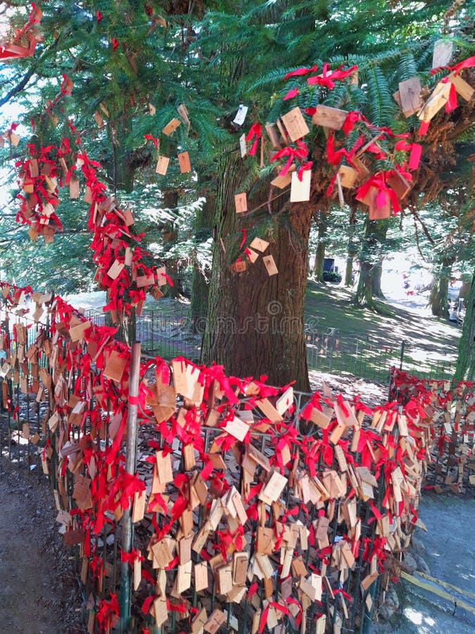 Wishing Tree with Red Ribbons in a Beautiful Park on a Beautiful Day ...
