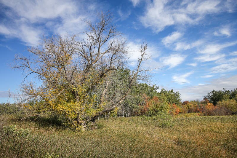 Half Dead and Half Alive Prairie Tree in Early Autumn Stock Image ...
