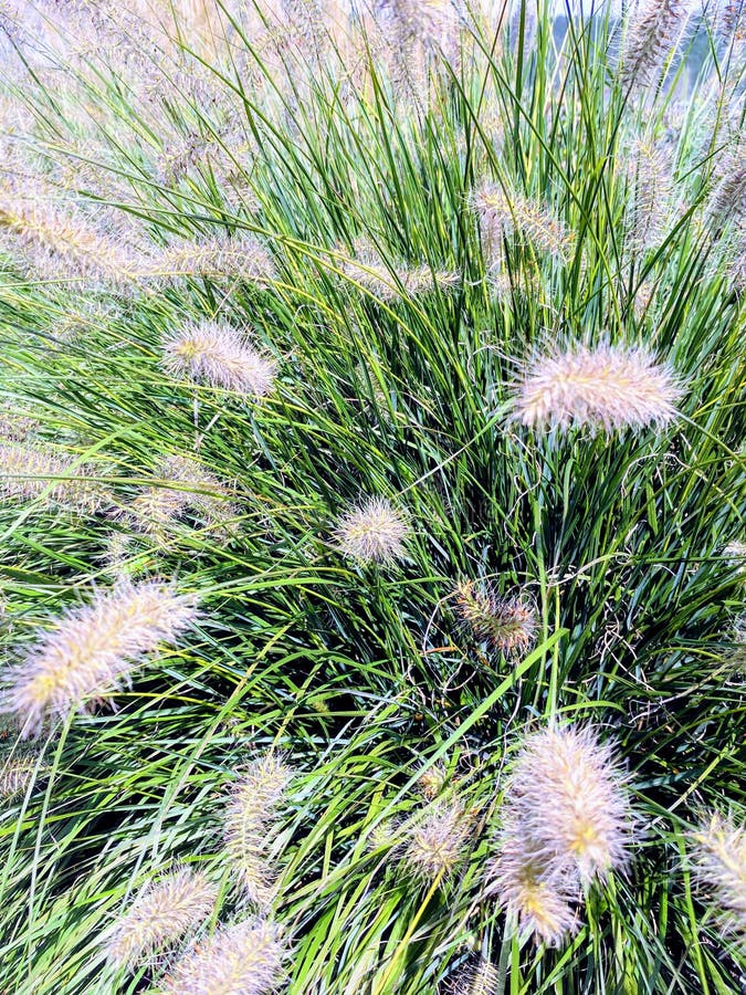 Wispy Early Fall Plants Stock Photos - Free & Royalty-Free Stock Photos ...