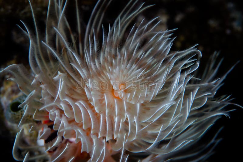 Wispy Feather Duster Worm in Indonesia Stock Image - Image of current ...