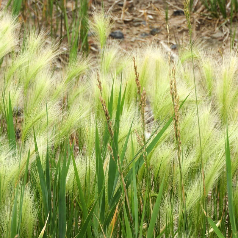Wispy Feathery Marsh Grass Adds Beauty To Shoreline at Montezuma Stock ...