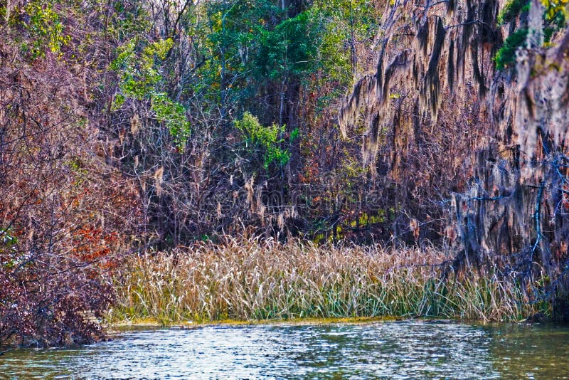 Wispy Low Hanging Branches Over a Lake Stock Image - Image of nature ...