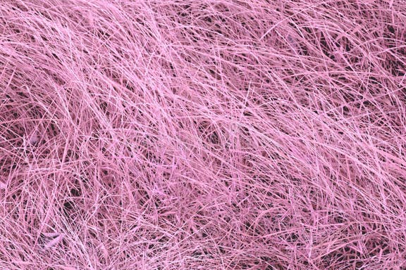 A Wispy Pink Grass Texture stock image. Image of simple - 257266065