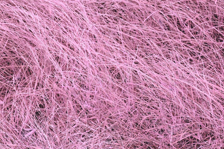 A Wispy Pink Grass Texture stock image. Image of simple - 257266065