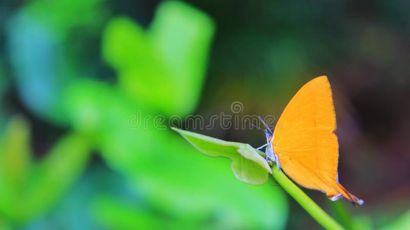 Wispy tail lobe stock image. Image of atmosphere, butterfly - 74129015