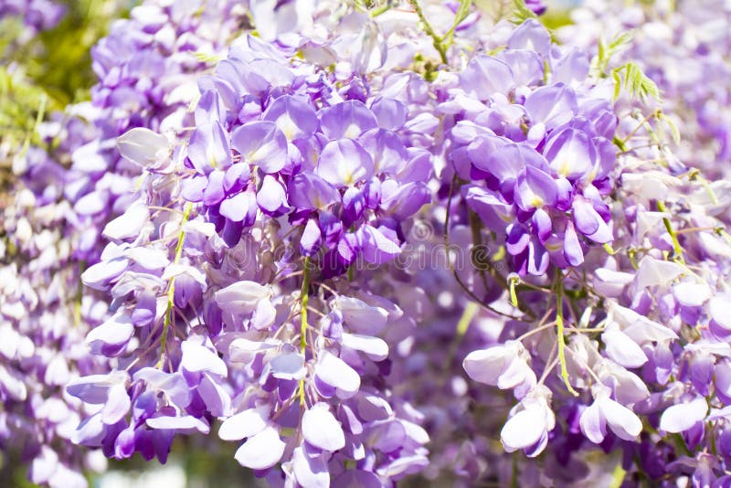 Wistaria stock image. Image of flower, flowering, plant - 42075183
