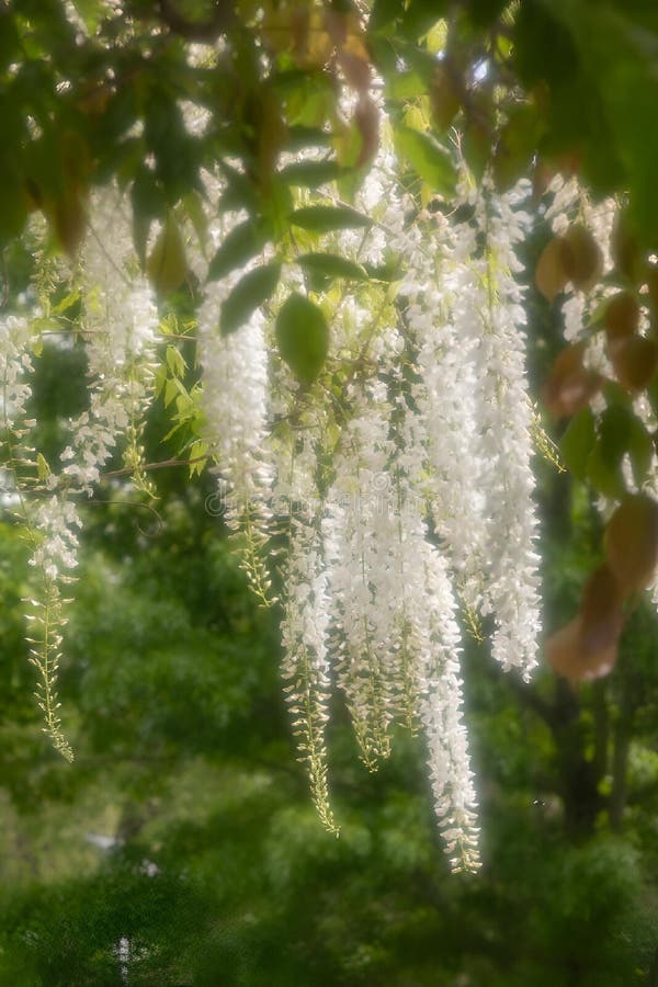 Wister Flowers Growing from a Leafless Tree in the Foreground Stock ...