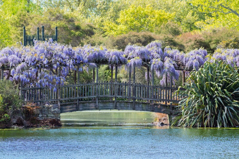 Wisteria Flowers Hanging on a Garden Bridge Stock Photo - Image of leaf ...