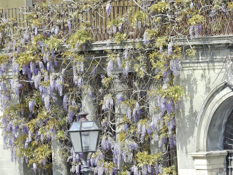 Wisteria Growing in Spring Time Stock Photo - Image of beauty, mist ...