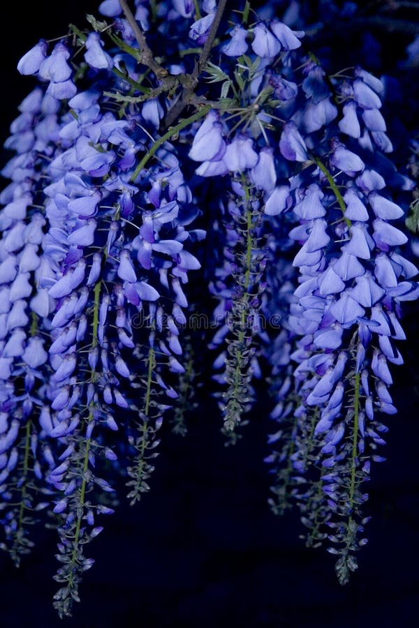12,612 Wisteria Photos - Free & Royalty-Free Stock Photos from Dreamstime