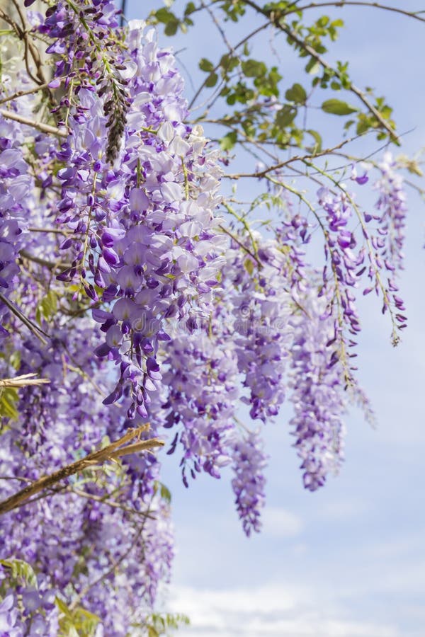 Wisteria purple flowers stock photo. Image of background - 174466008