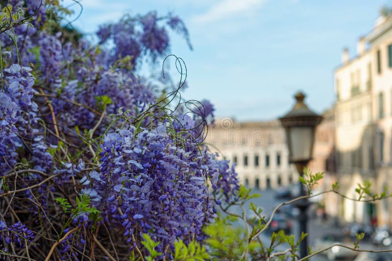 Wisteria in Rome stock image. Image of purple, sunny - 110507853