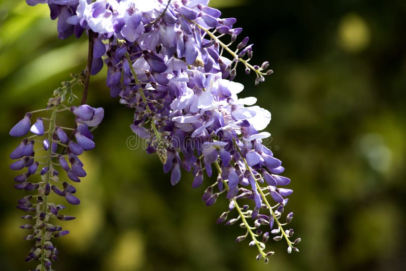 Wisteria Sinensis, Glicina Hanging of the Branch Stock Image - Image of ...