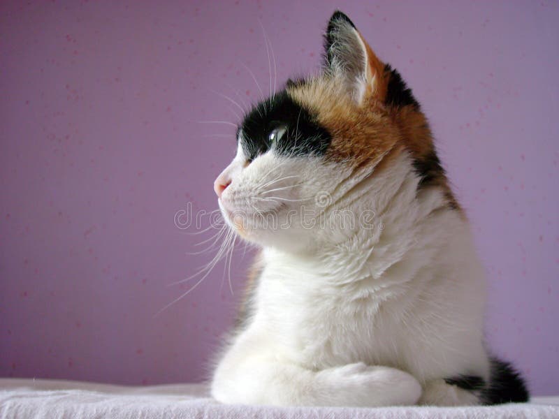 Wit-bruin-zwarte kat stock foto. Image of purper, bruin - 86261600