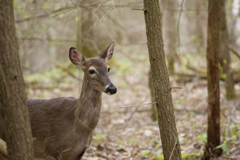 Witstaart hert stock foto. Image of jacht, dier, nave - 4982438
