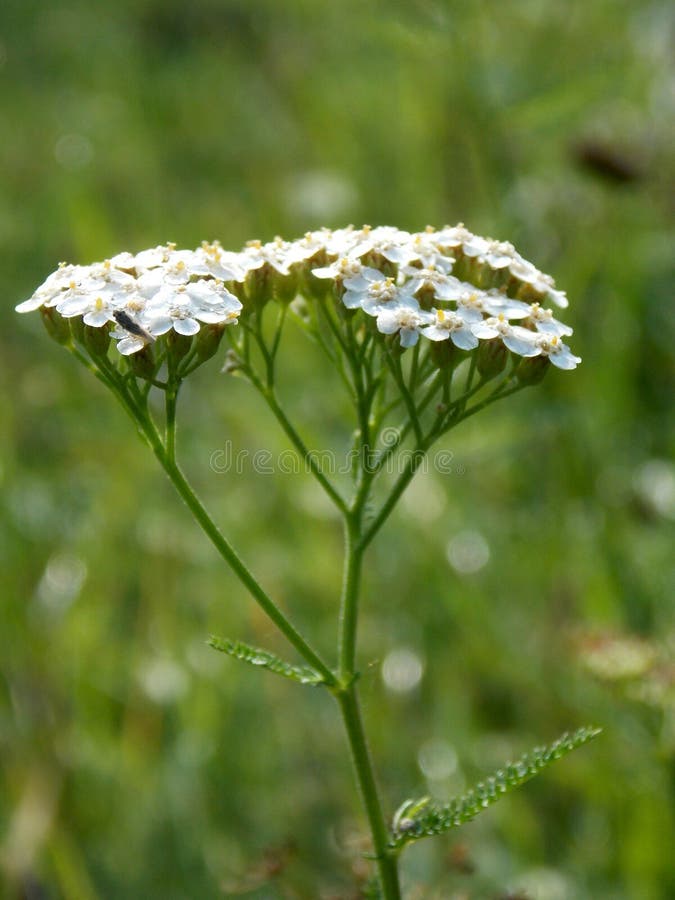 Wit Duizendblad stock foto. Image of nave, kruid, naughty - 44727270