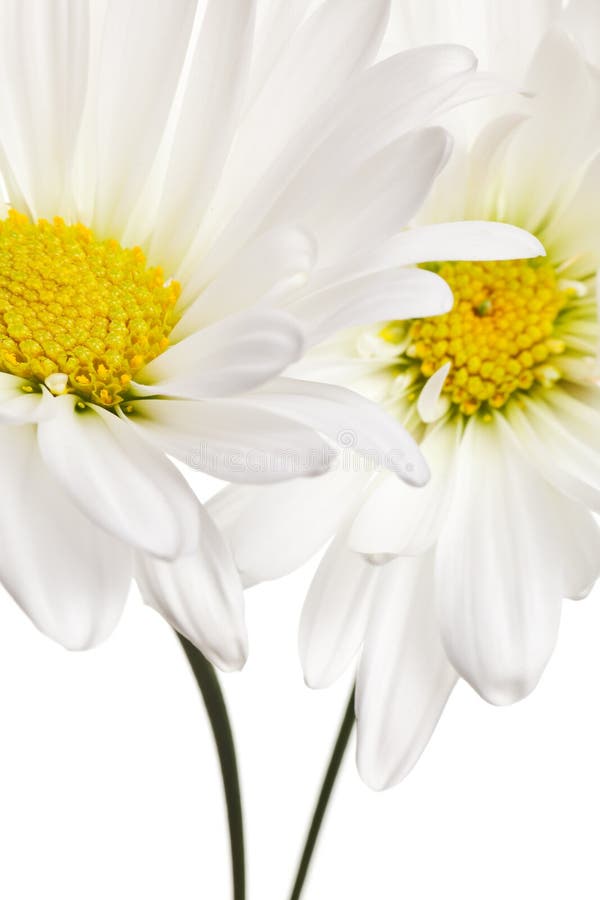 Wit En Geel Geïsoleerd Madeliefje Stock Afbeelding - Image of macro ...