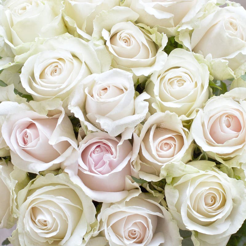 Wit en Pale Pink Roses stock foto. Image of vers, boeket - 61903610