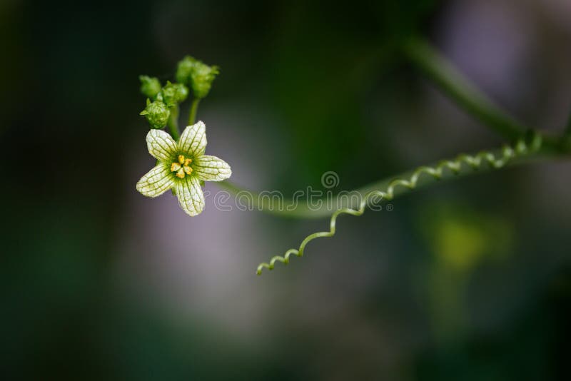 Groene krul stock afbeelding. Afbeelding bestaande uit vers - 12195171