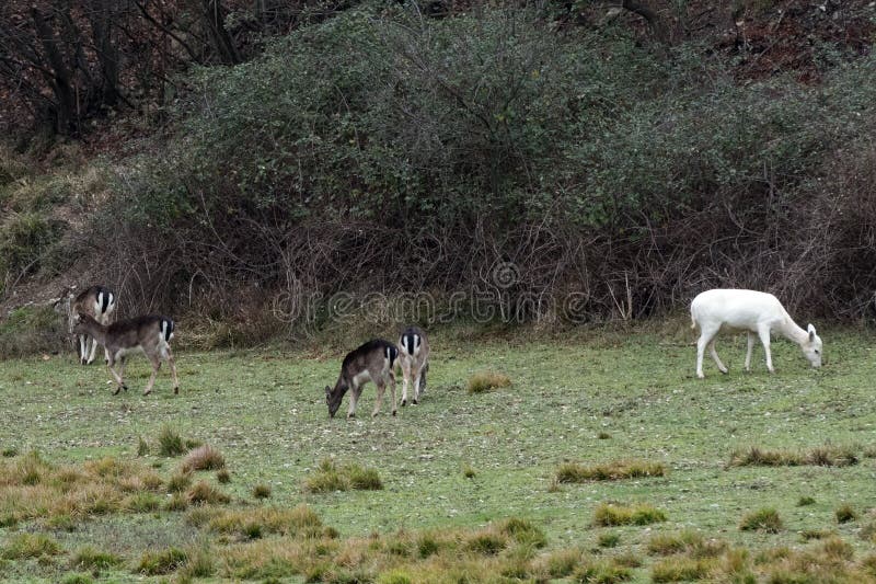 Wit Herten Ultra Zeldzaam Portret Stock Afbeelding - Image of jacht ...