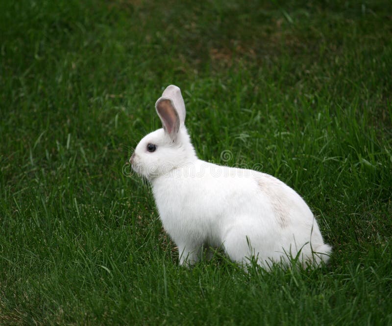 Wit Konijn stock foto. Image of voedsel, groen, hazen - 11458600