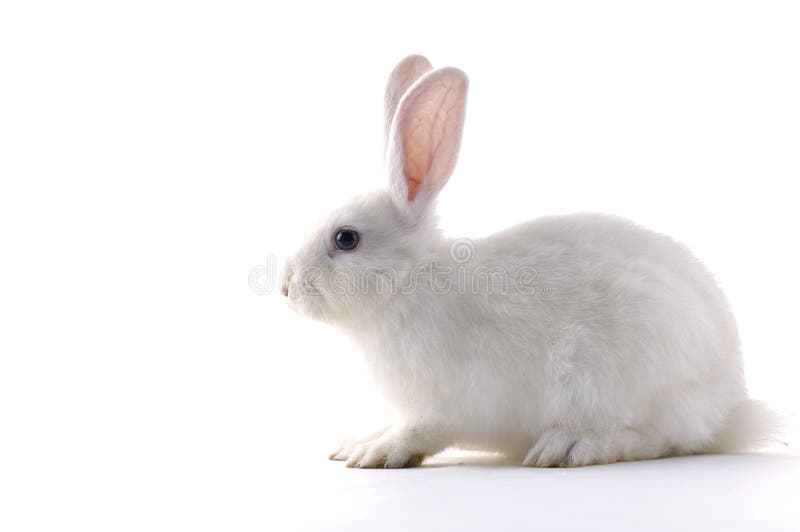 Witte konijn stock afbeelding. Image of haar, jong, konijnen - 5669511
