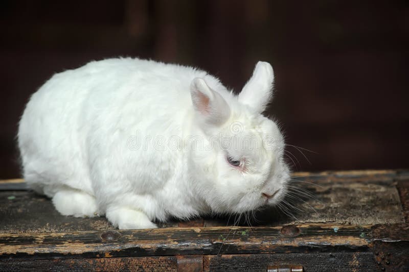 Wit Konijn stock foto. Image of haar, kalmte, aandachtig - 28324058