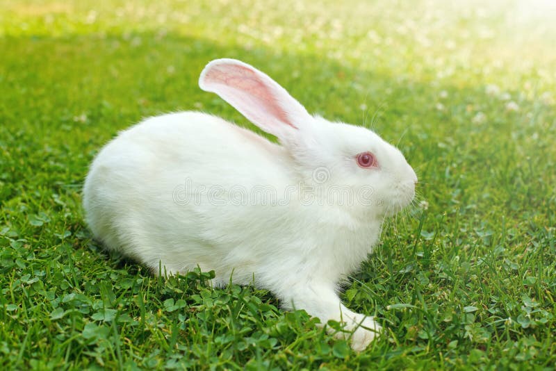 Wit konijn in groen gras stock afbeelding. Image of nave - 33413627