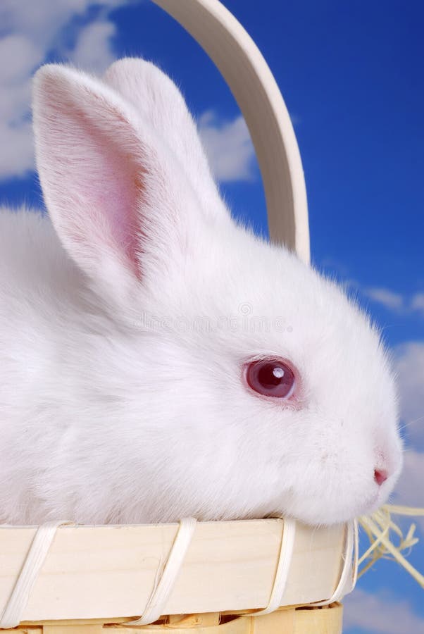 Witte Konijn en Kat stock foto. Image of roze, konijn - 2052832