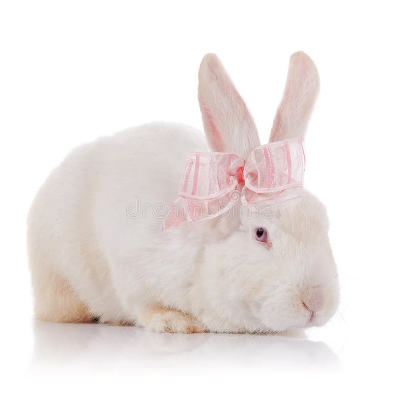 Wit Konijn Met Rode Ogen Met Een Roze Boog Stock Afbeelding - Image of ...